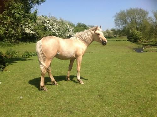 Highfield Farm, Birmingham Riding School / Stables / Equestrian Centres ...
