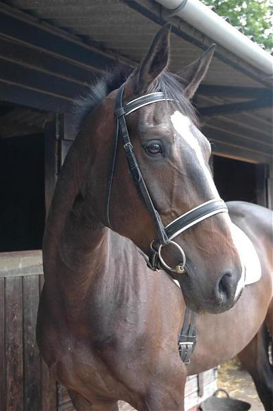 Lodge Liveries, London Riding School / Stables / Equestrian Centres ...