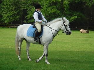 Wellington Riding, Reading Riding School / Stables / Equestrian Centres ...
